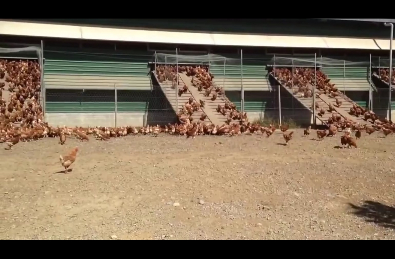 Meet some of the world's happiest chickens on a free range farm.