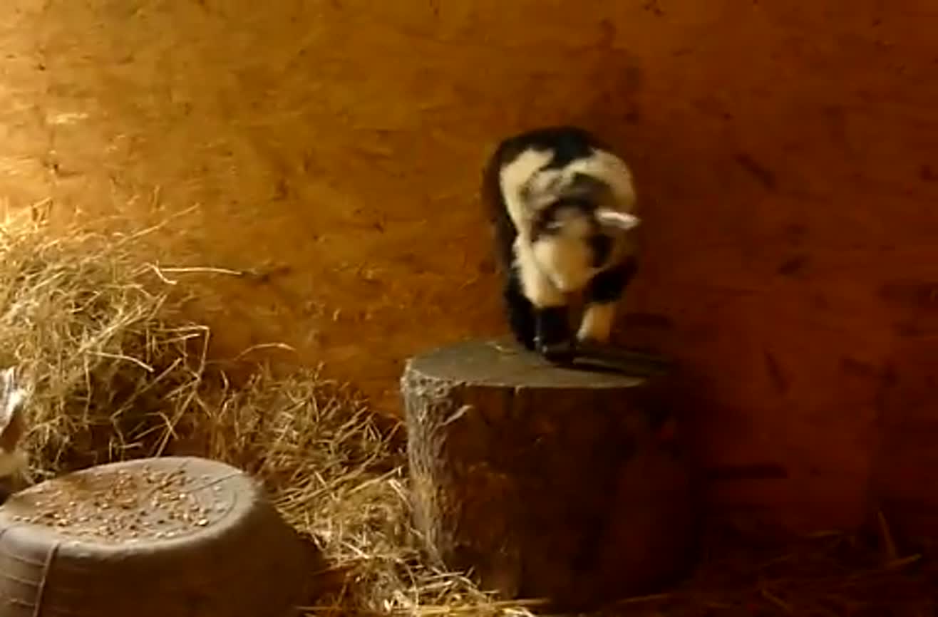 Baby goat hopping.