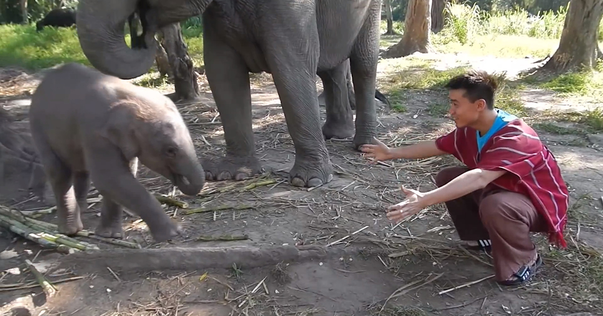 Baby elephant loves cuddling.