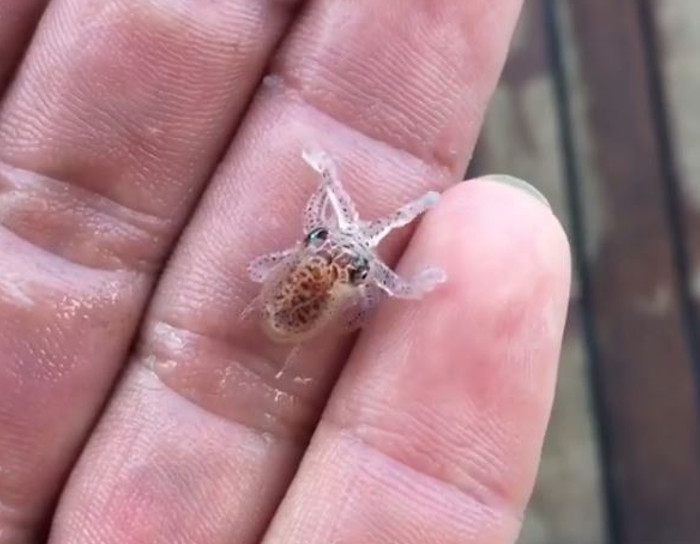 Baby octopus.