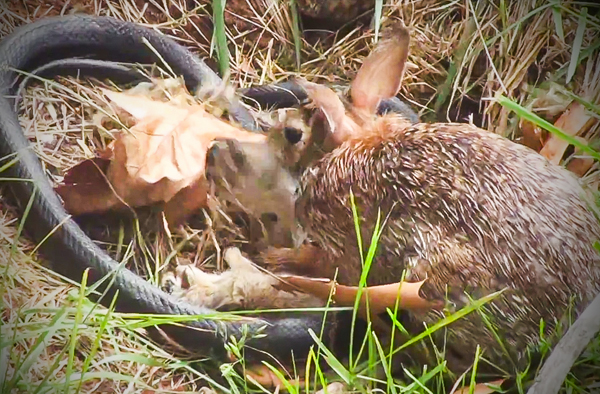 A rabbit fights a snake to save its babies.