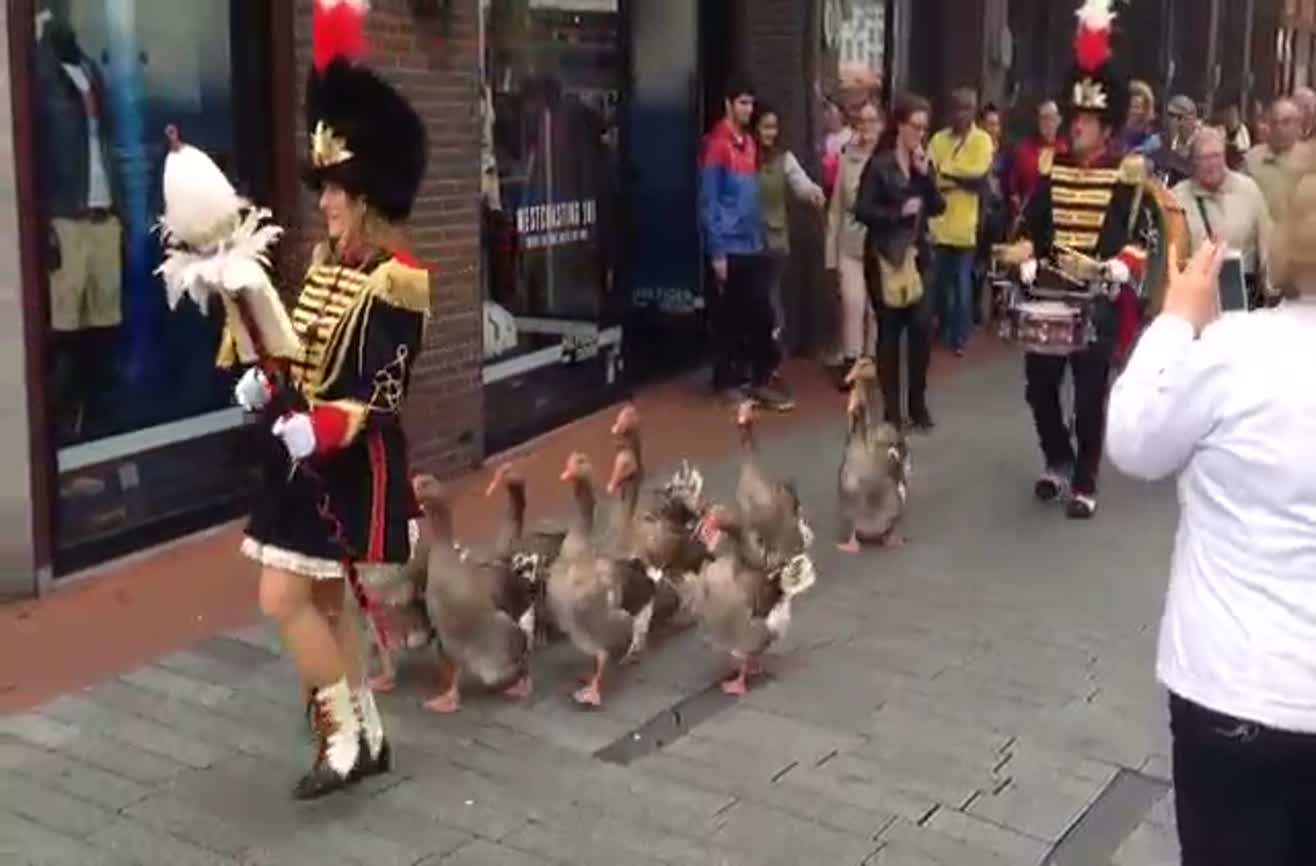 Geese marching band plays through a city in the Netherlands.