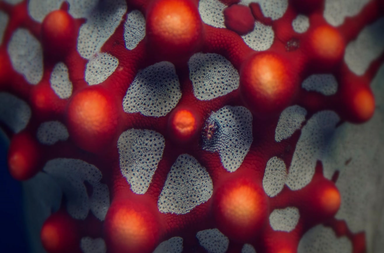 An intense look at ocean life through magnified timelapse.