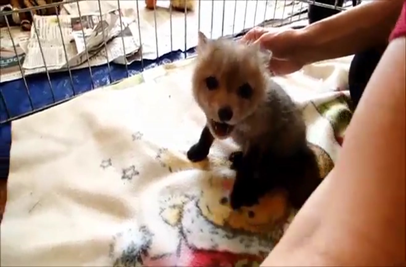 Couple finds injured baby fox in the wild and nurses her back to health.