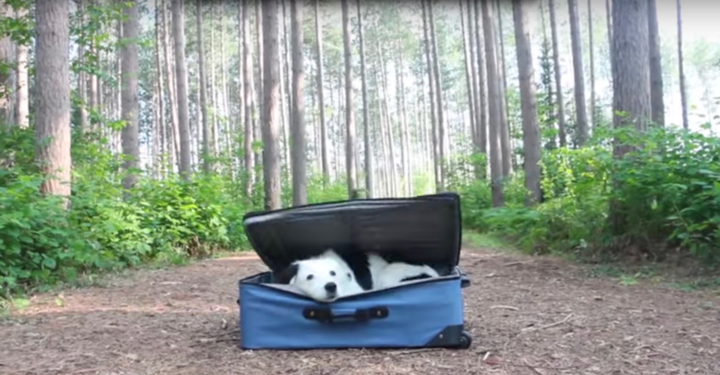 Hero the Super Collie travels North America performing hundreds of tricks.