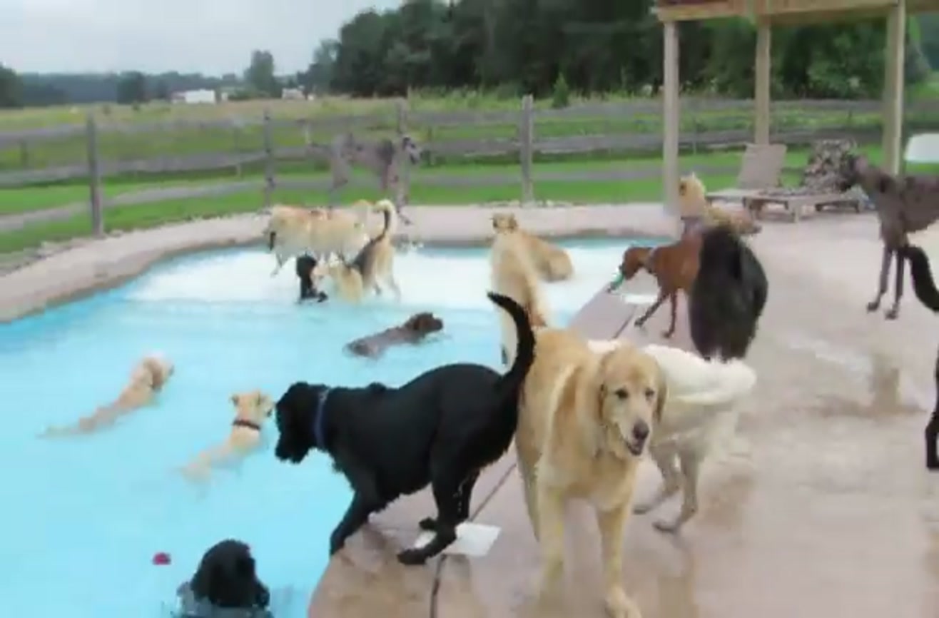 Nothing to see here, just a pool full of happy dogs.