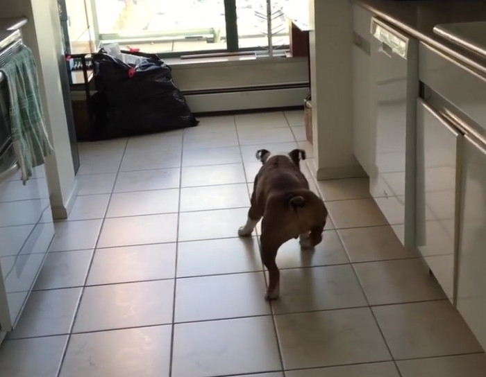Dog is pretty good at the Moonwalk.