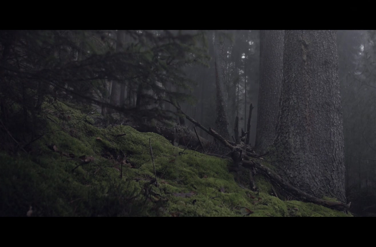 3D projector turns nature into a glowing wonderland.