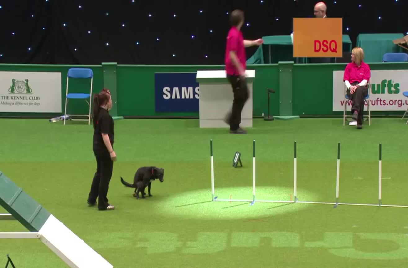 Dog obstacle course fail.