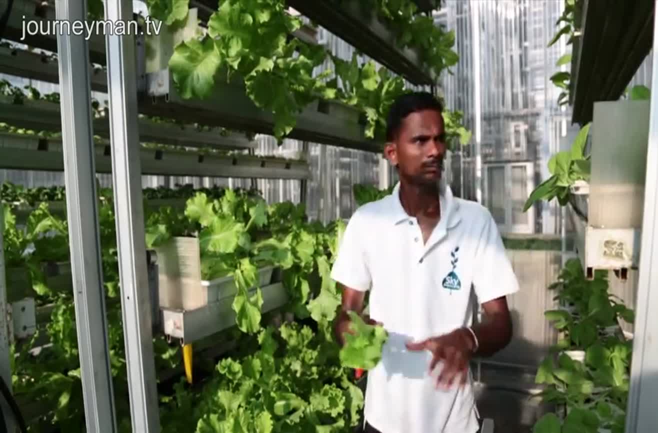 Vertical farming in Singapore.