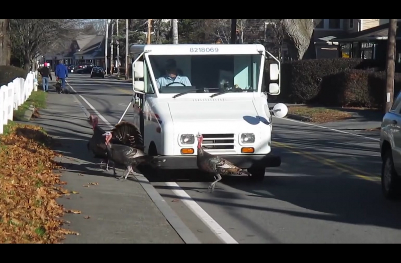 Mailman defends himself from daily turkey attacks.