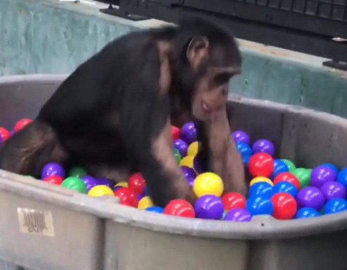Chimpanzees experience a ball pit for the first time.