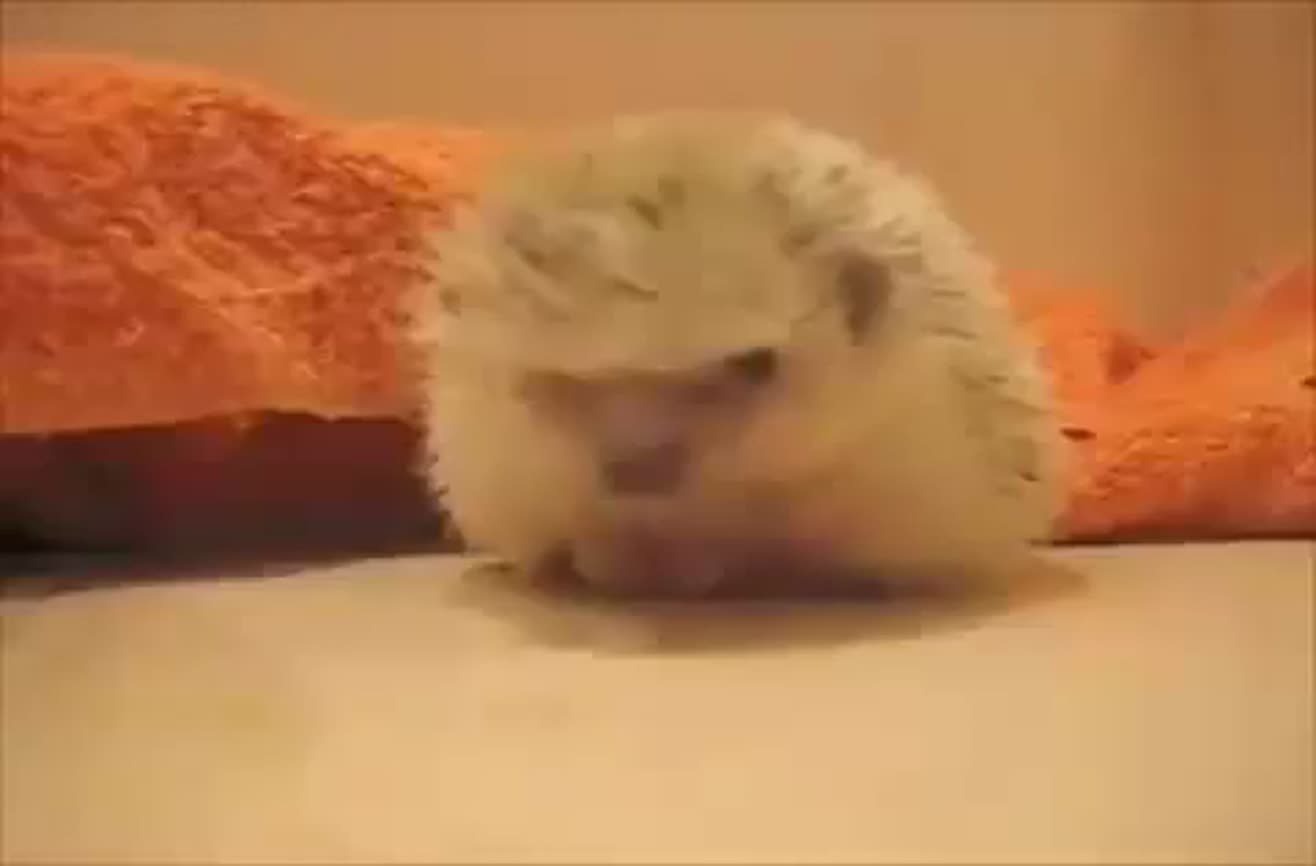 Boogie boogie hedgehog.