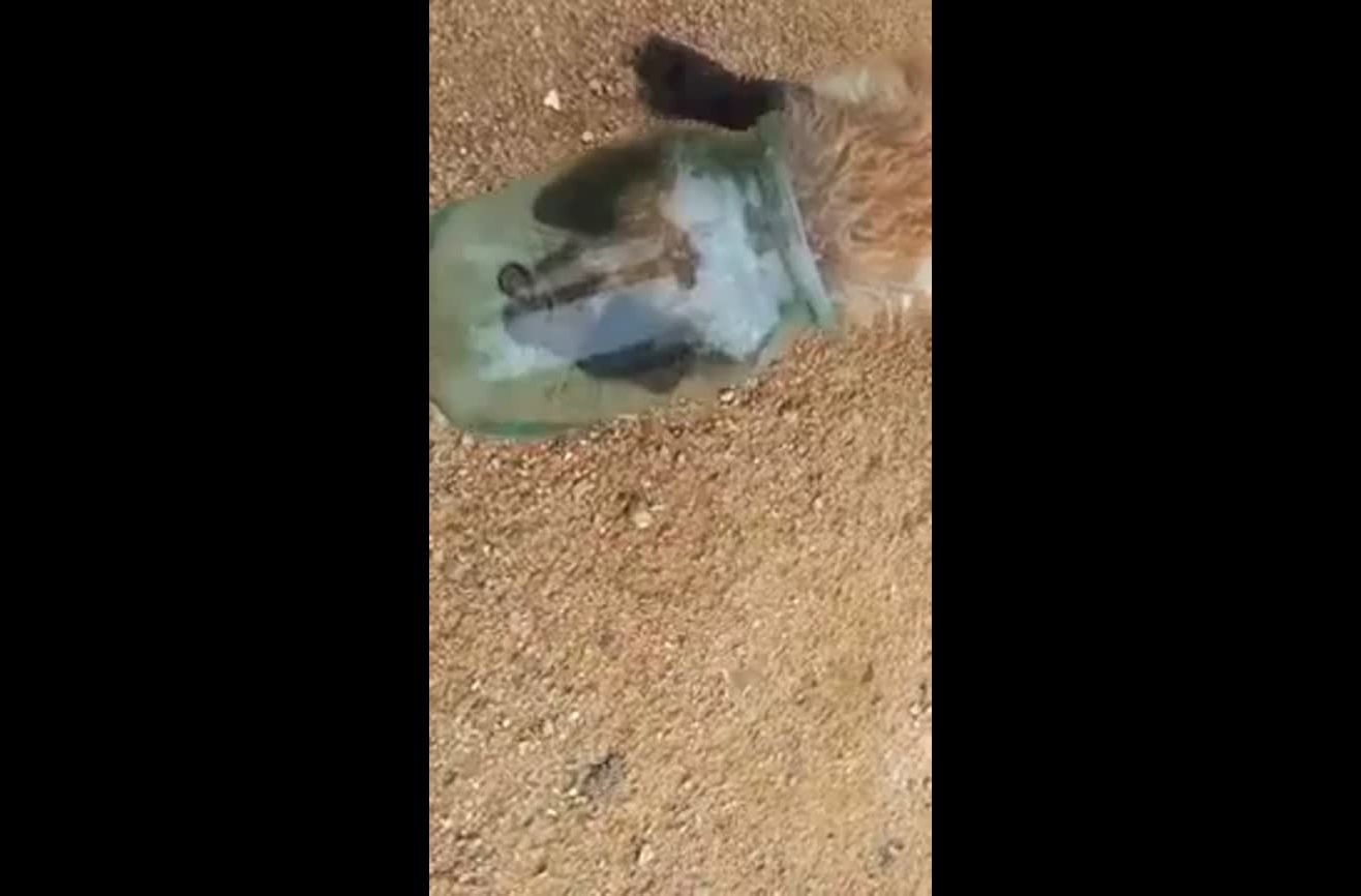 A fox cub comes to people so they can help him.