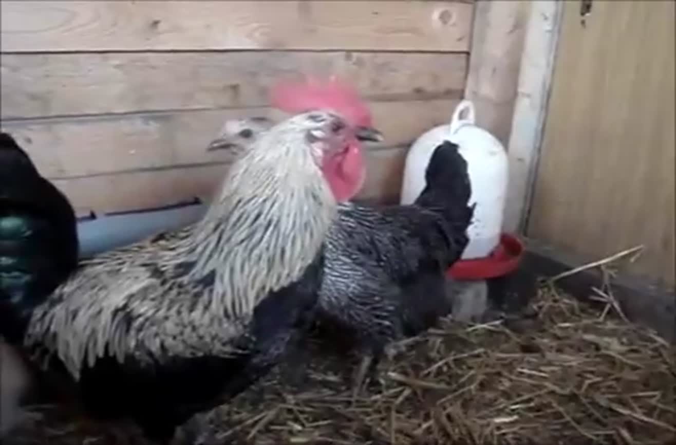 "Friday" covered by a rooster.