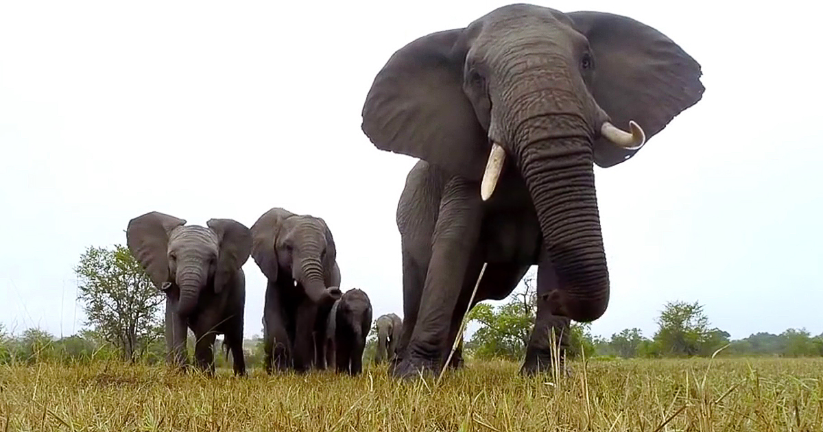 An elephant's first encounter with a GoPro will make your day.