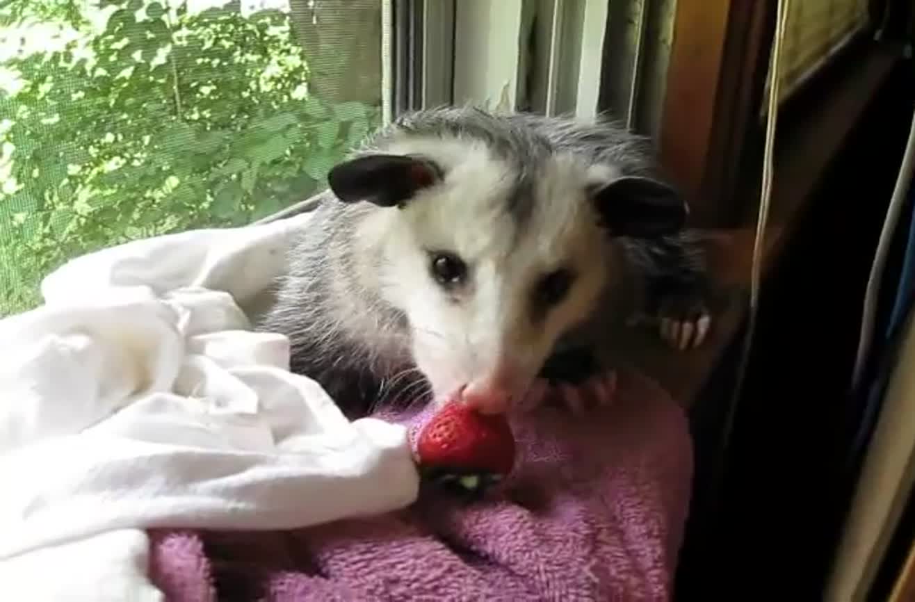 Opossum Eating