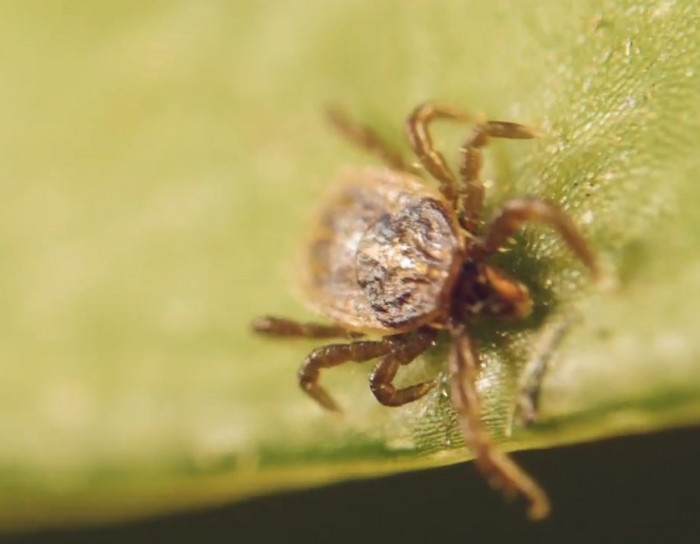 This video about ticks is both informative and terrifying.