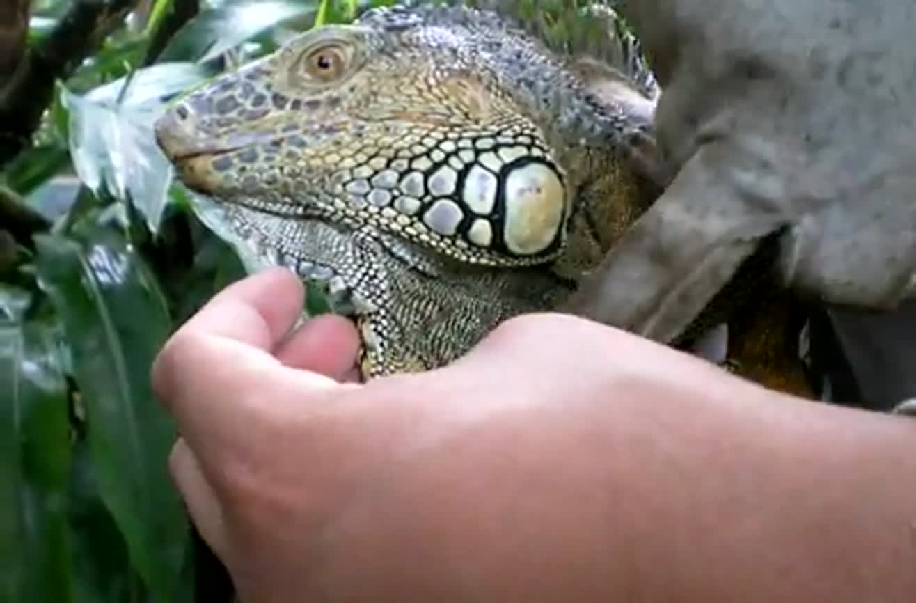 Detailed explanation of an Iguana.