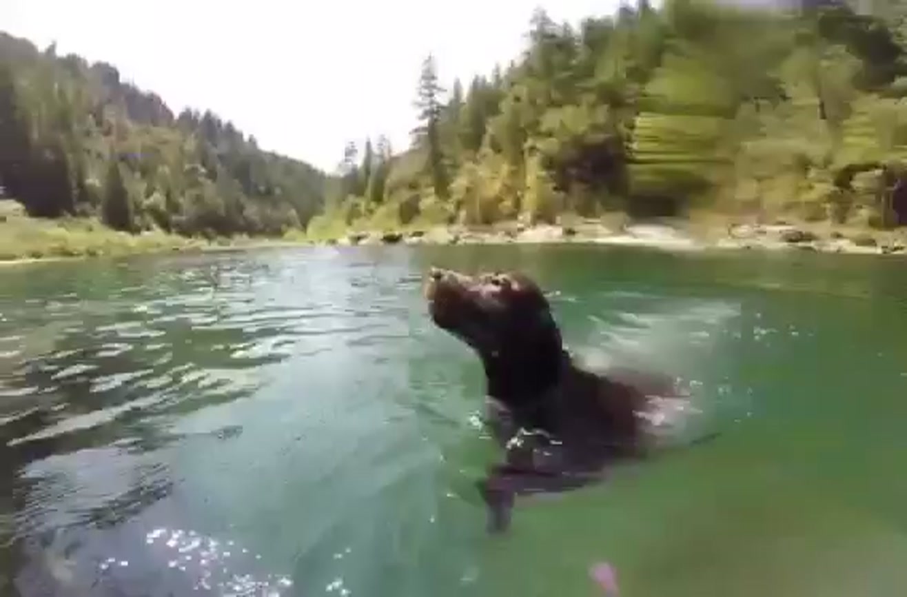 Chocolate lab is a pro at deep diving.