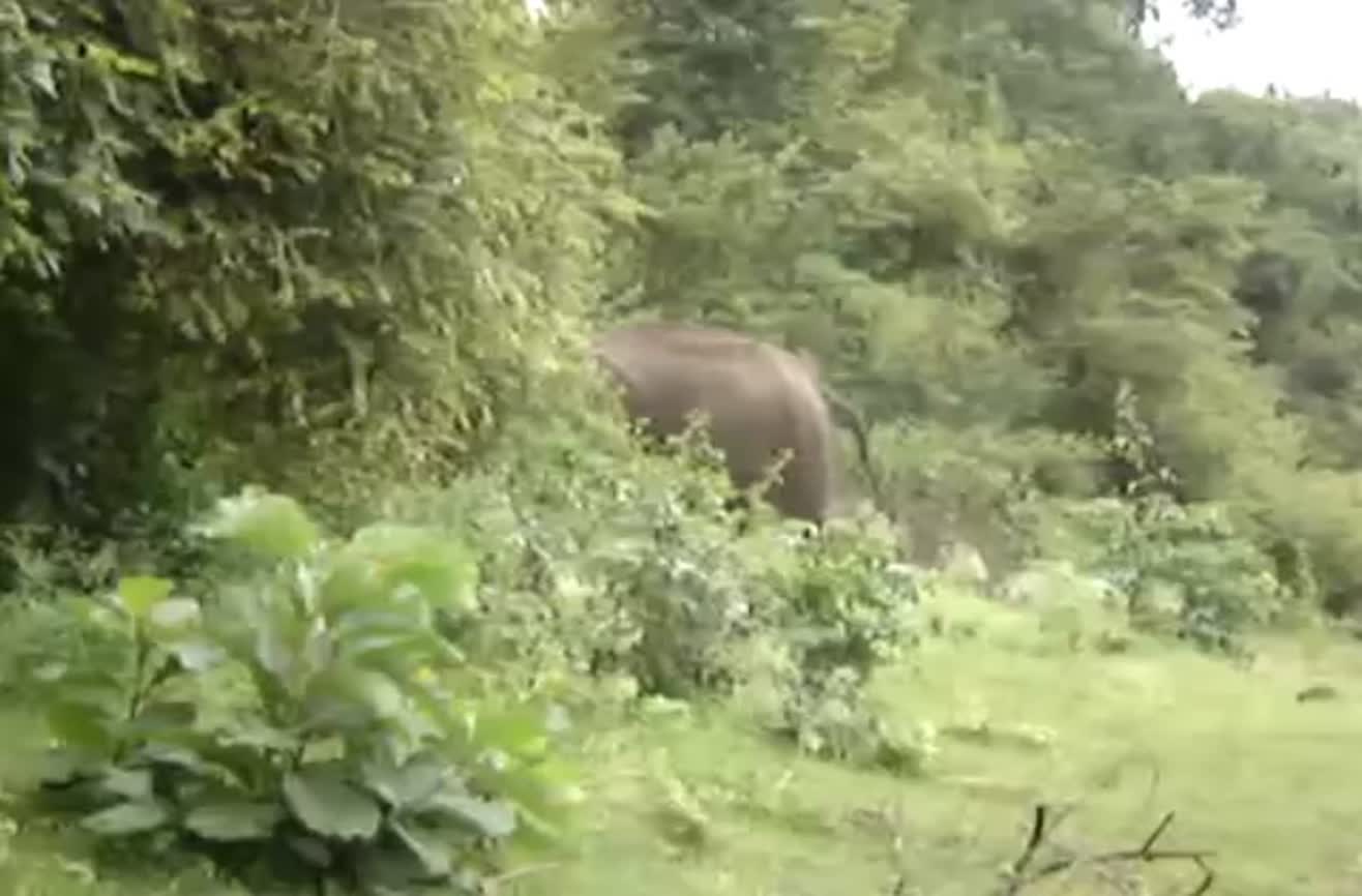 An elephant's roar is probably the most terrifying sound ever.