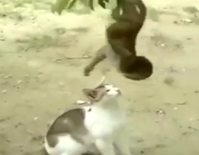 Watch a baby monkey goof around with a cat.