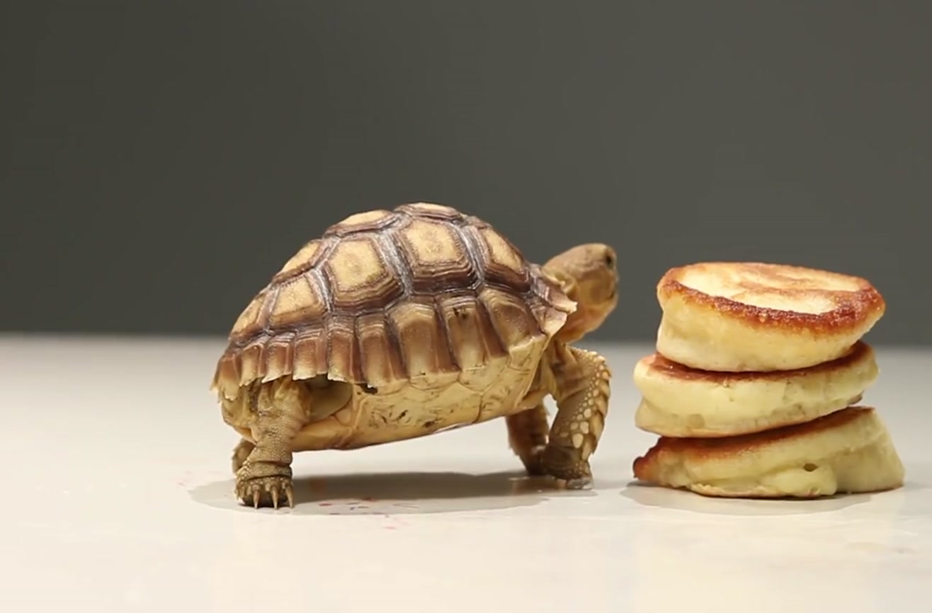 These tiny tortoises love to eat tiny pancakes.