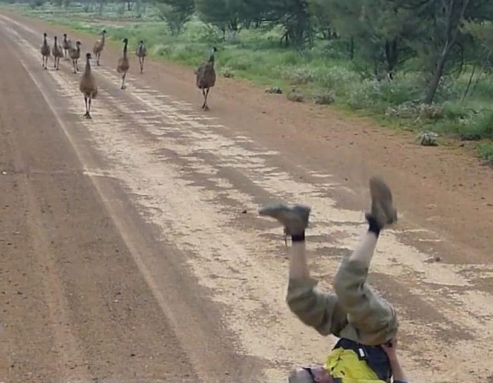 Man jogs upside down to attract wild emus.