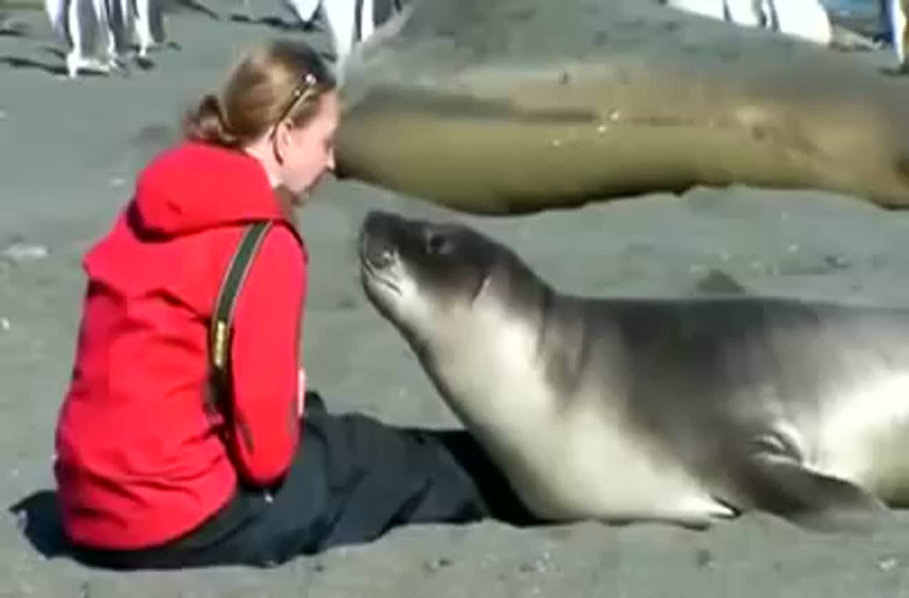 Seal befriends woman on the beach.