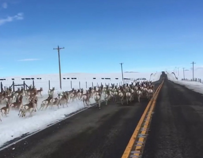 Antelope running down the highway in Montana.