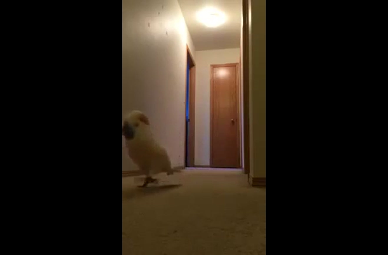 Try not to laugh at this hilarious cockatoo.