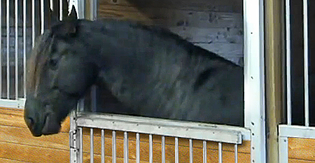 Smart horse opens the door to her stable.