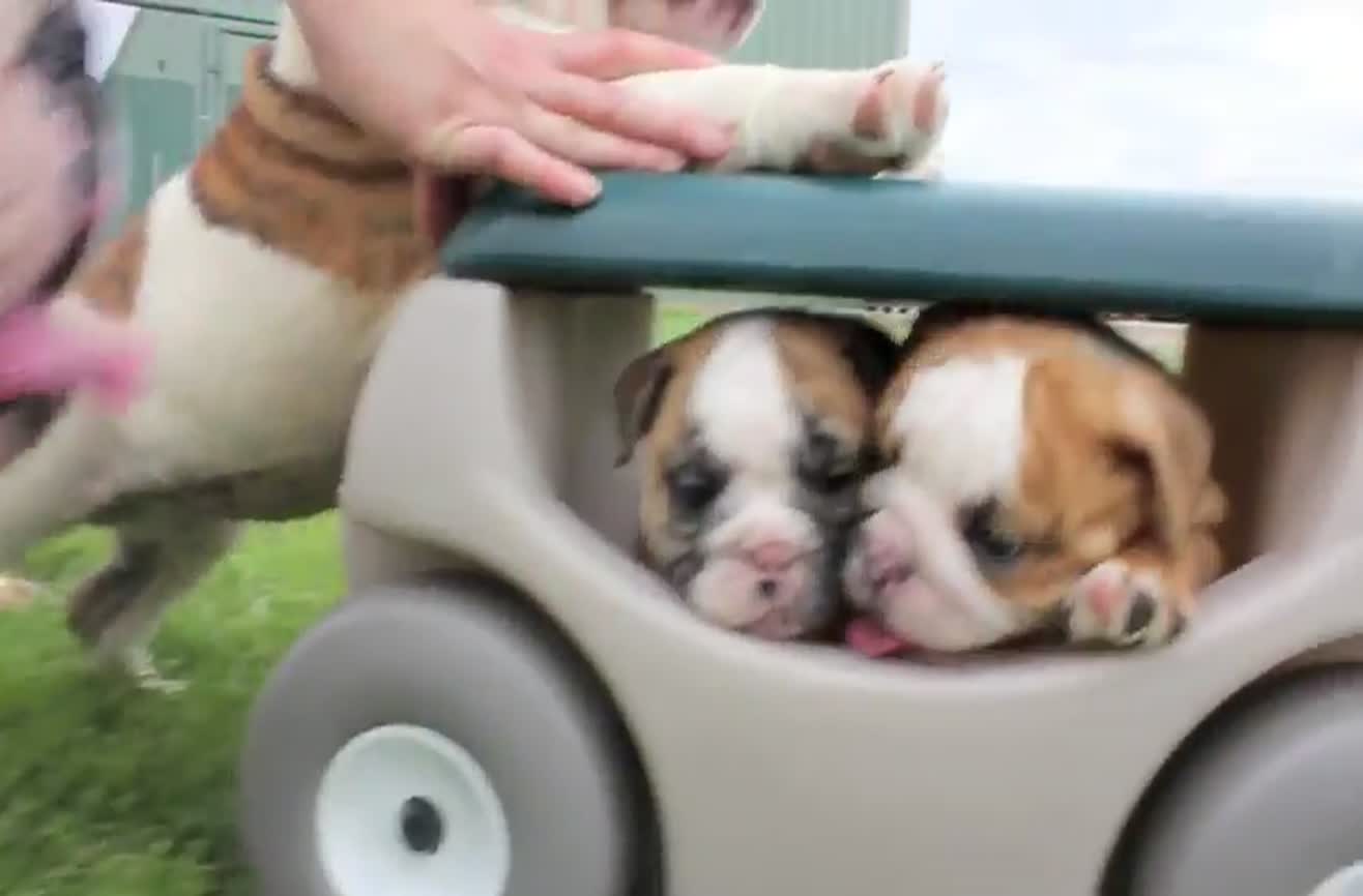Adorable English Bulldog puppies playing in the backyard.
