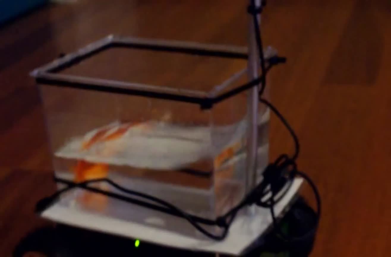 Fish drives his own electric car around the room.