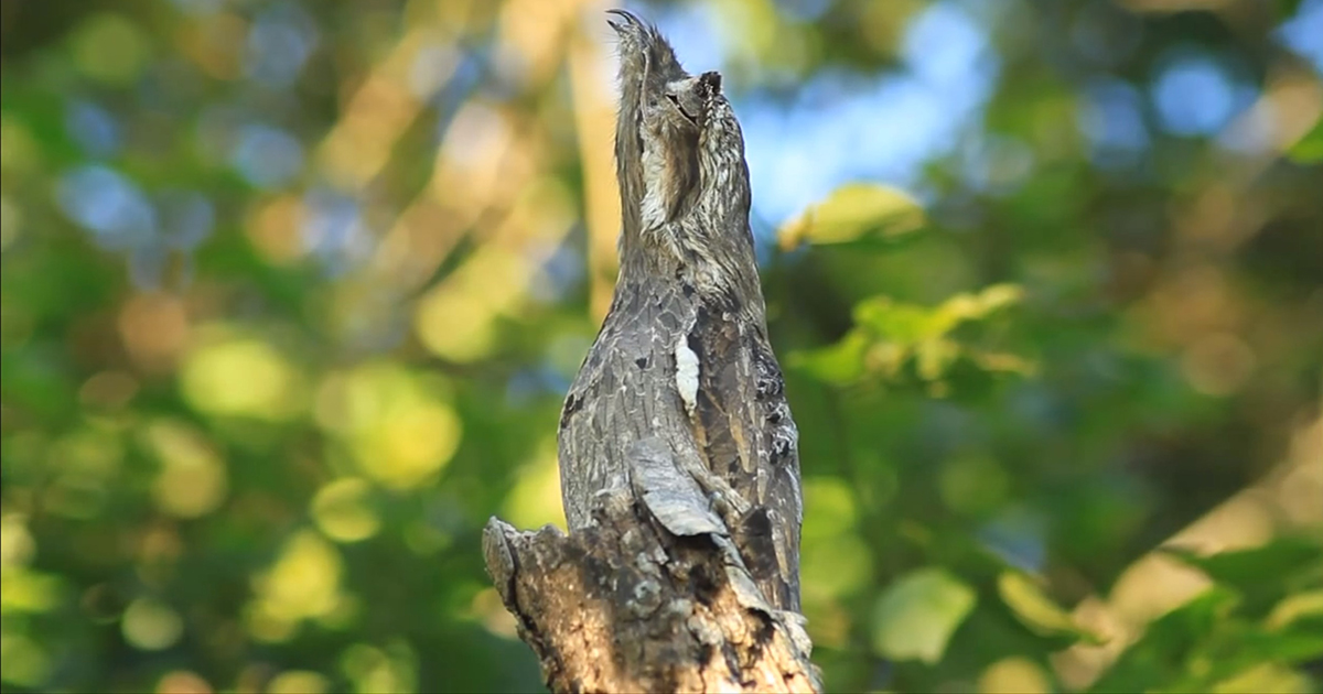 The rare Potoo bird from Paraguay has some cool camouflage.