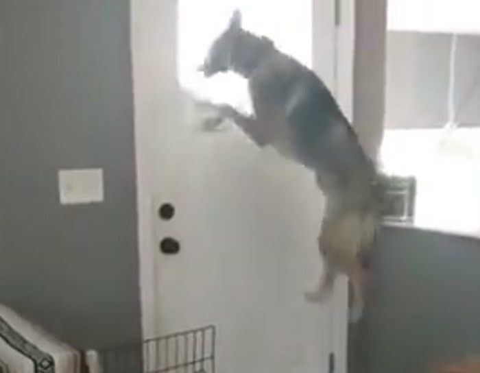 Dog jumps for joy when his owner gets home.