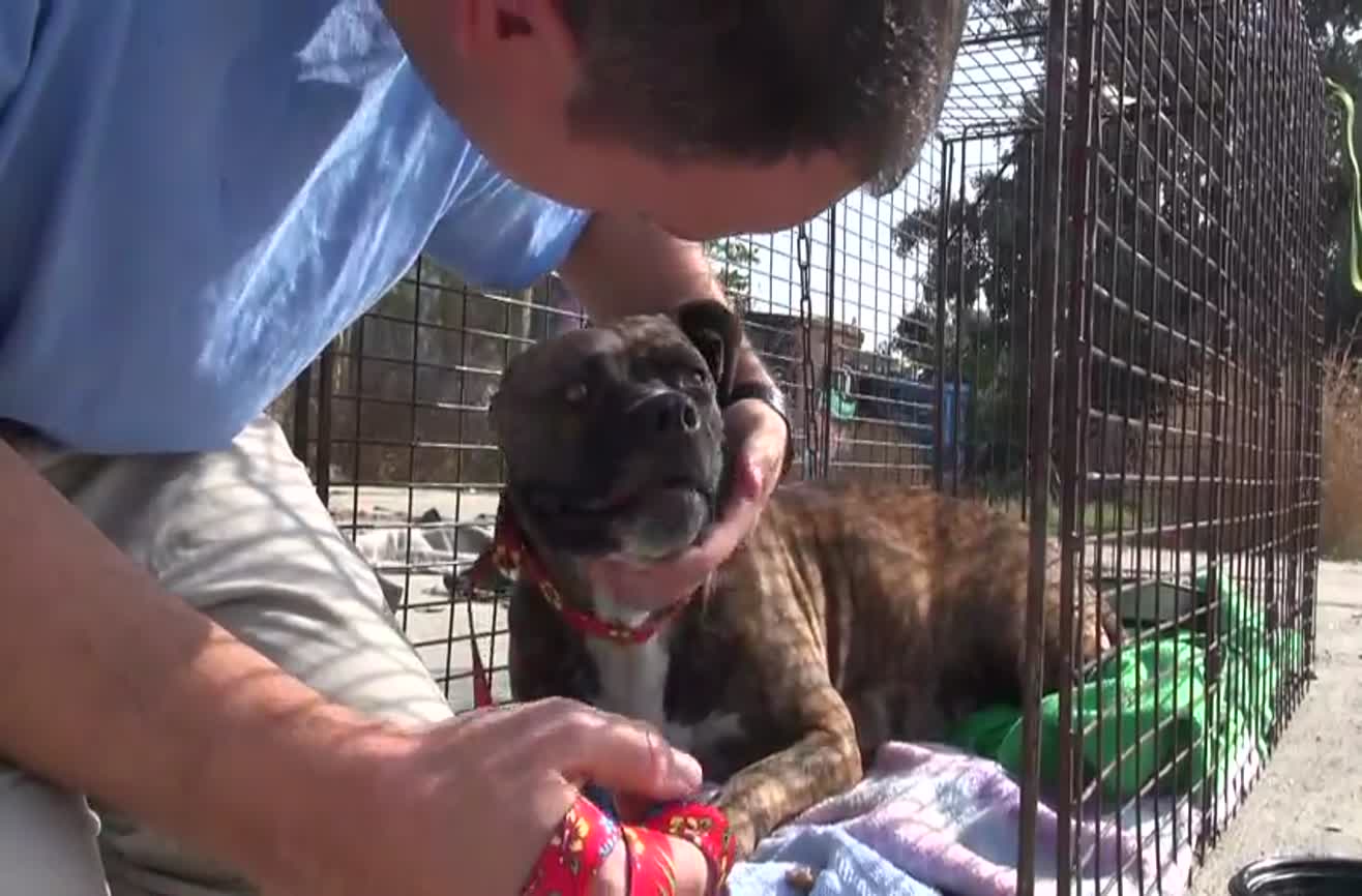 Touching rescue of a frightened stray dog ends with an amazing surprise.