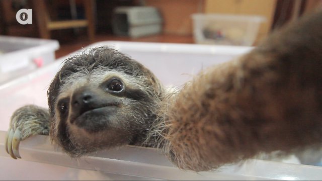 This little sloth is very ready for his 15 minutes of fame.