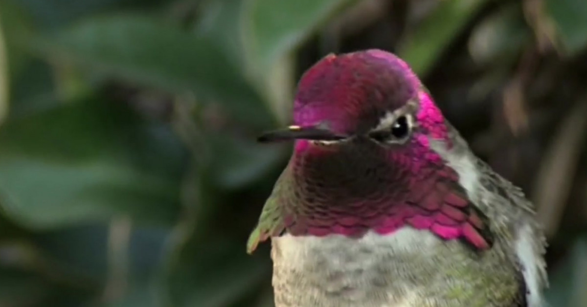 Behold the color-changing magic of hummingbirds.