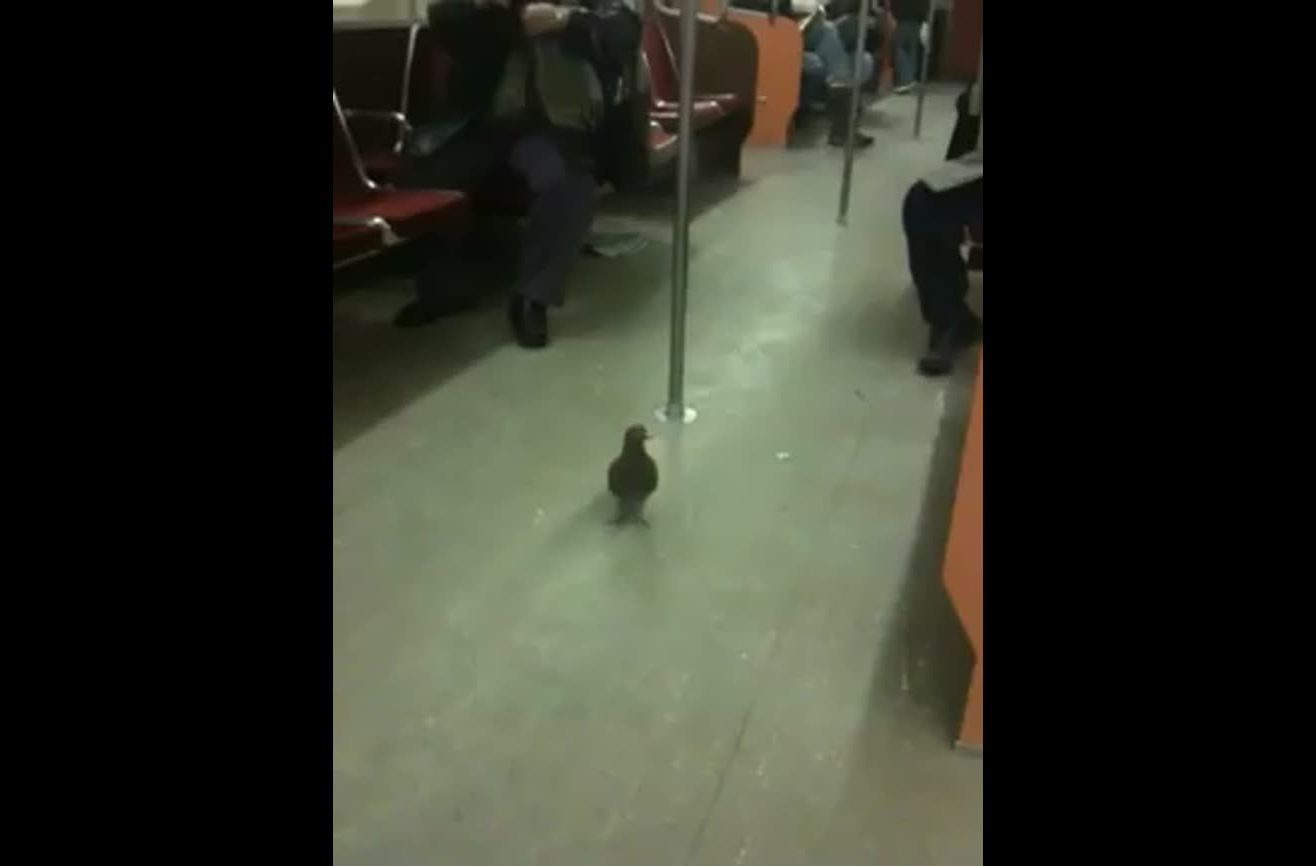 Pigeon rides the subway.