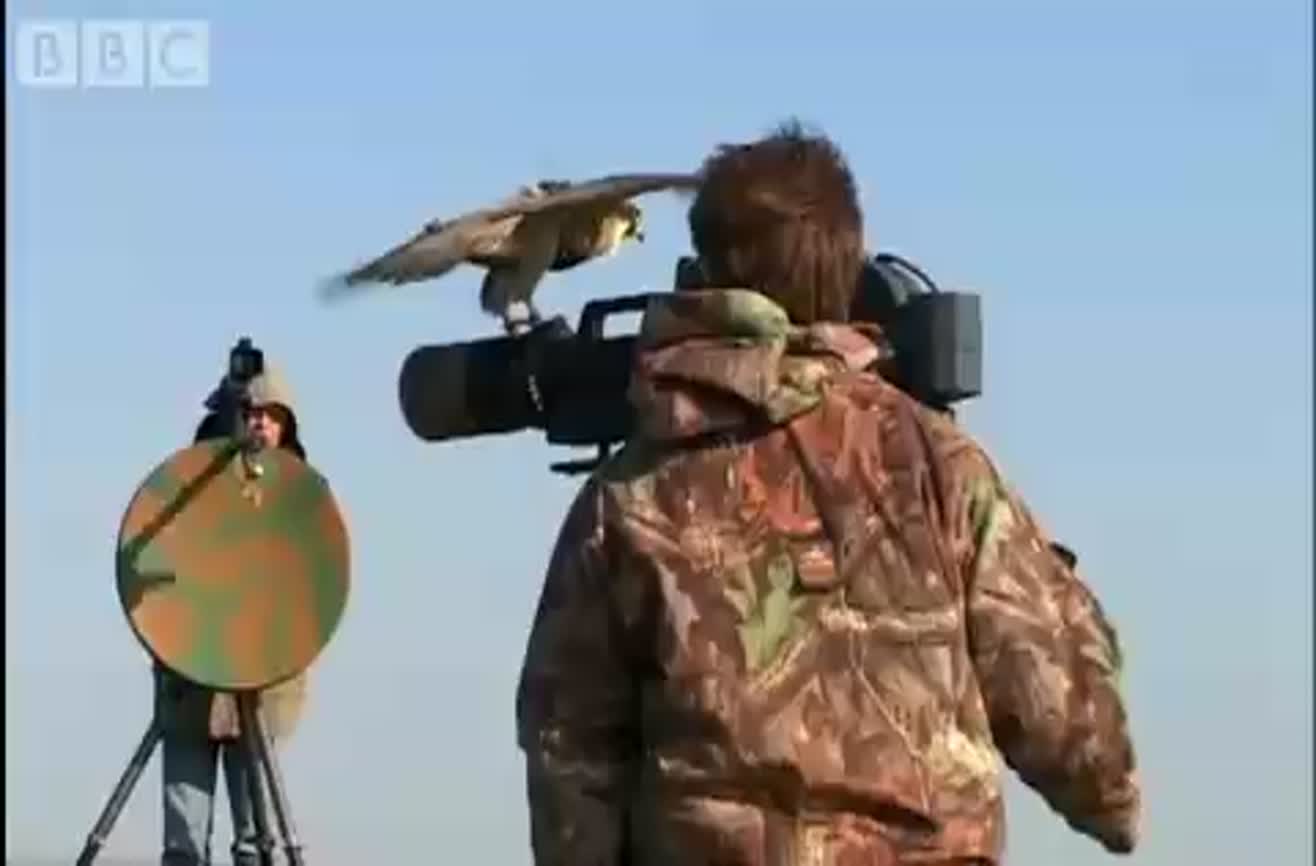 How hawks see the world.