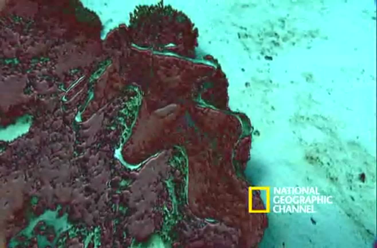 Deep sea giant clams.