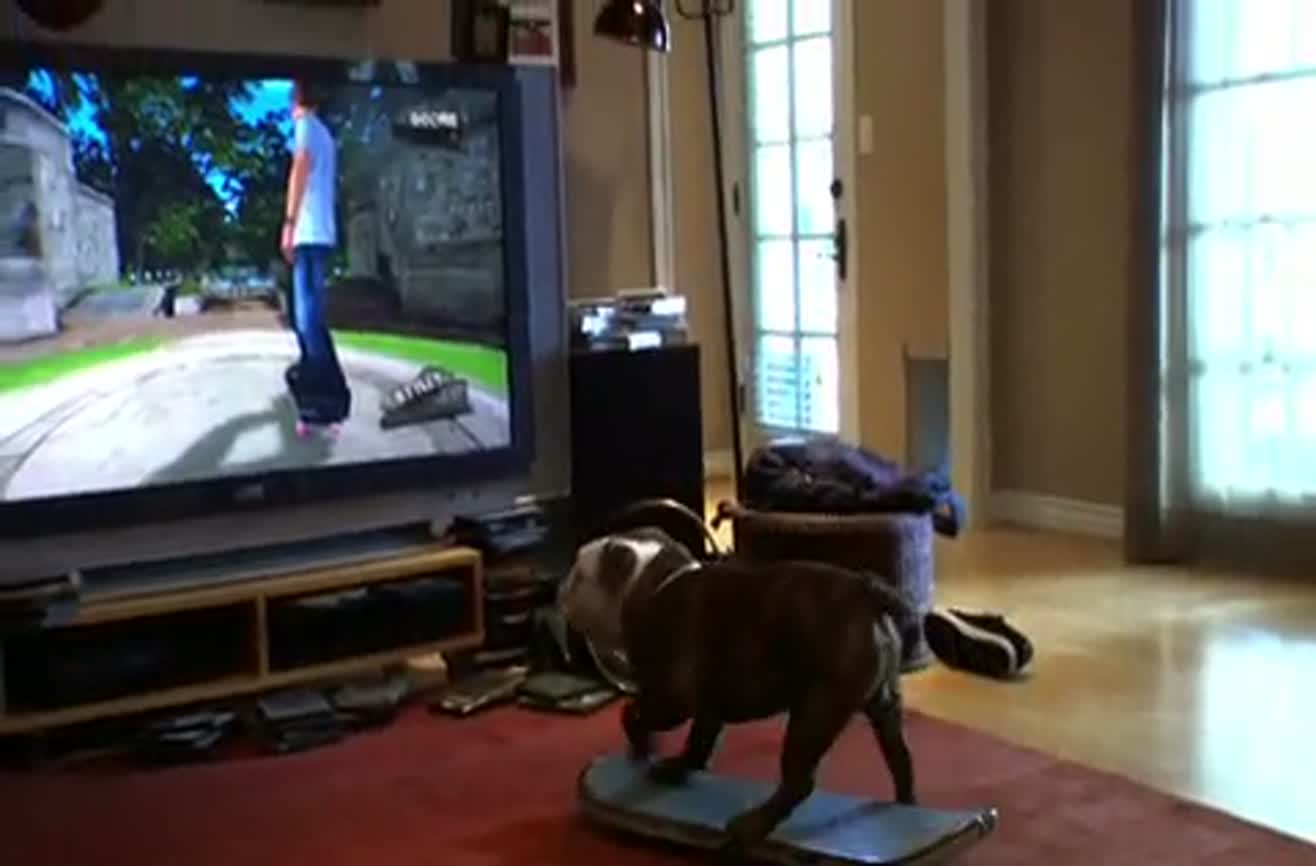 Skateboarding dog great at video games.