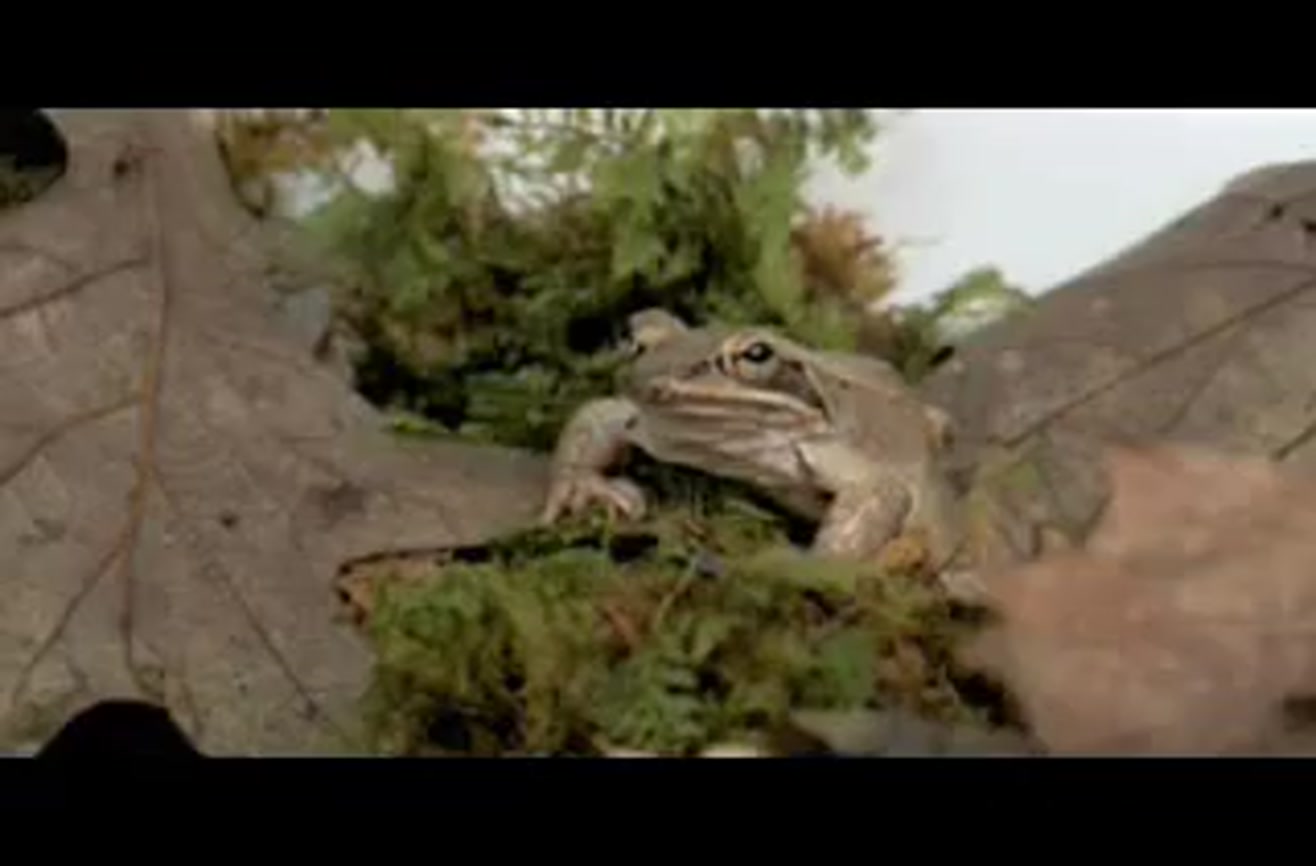 Freezing North American wood frogs.