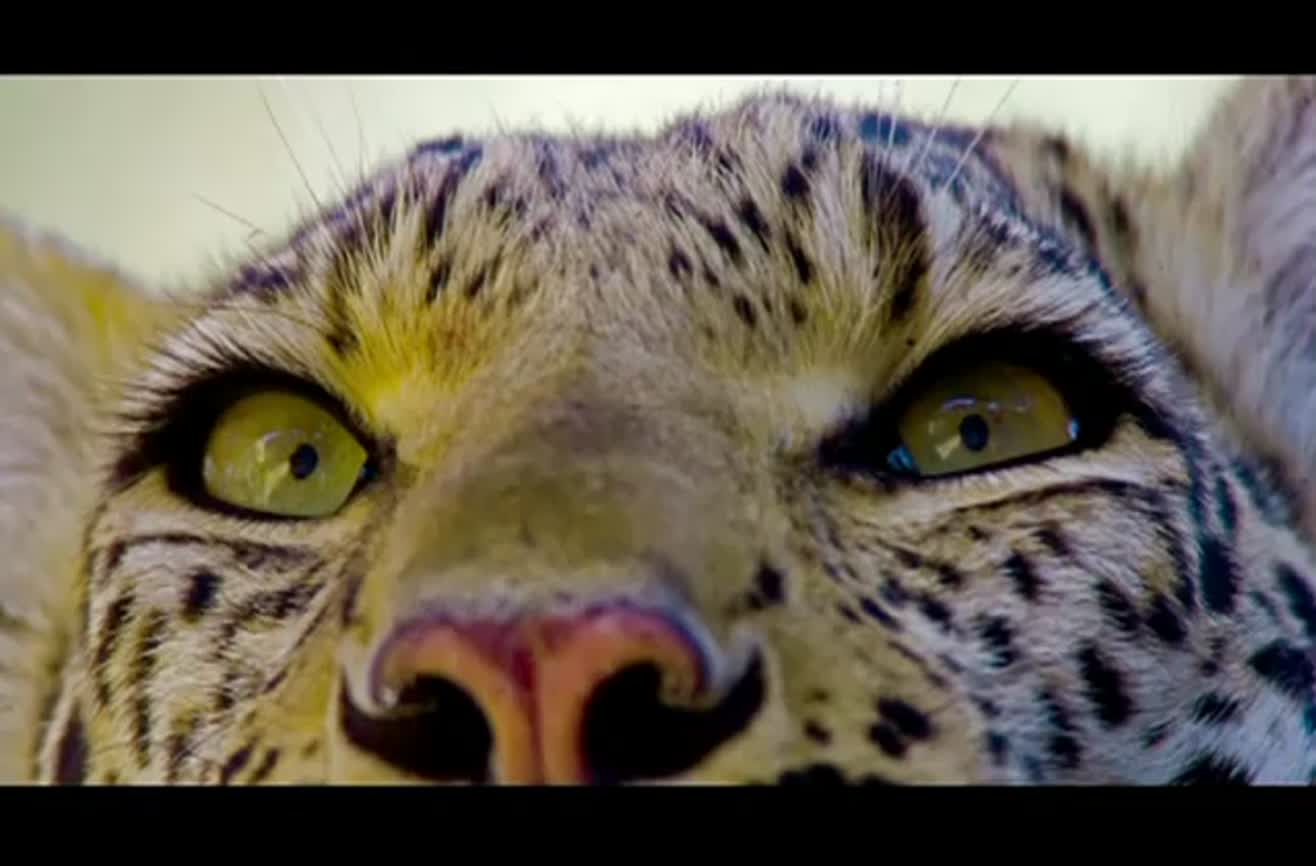 Life lessons from big cats.