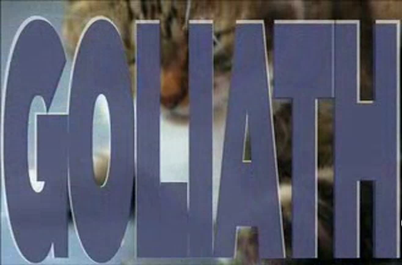 Mouse tricks kitty by playing dead.