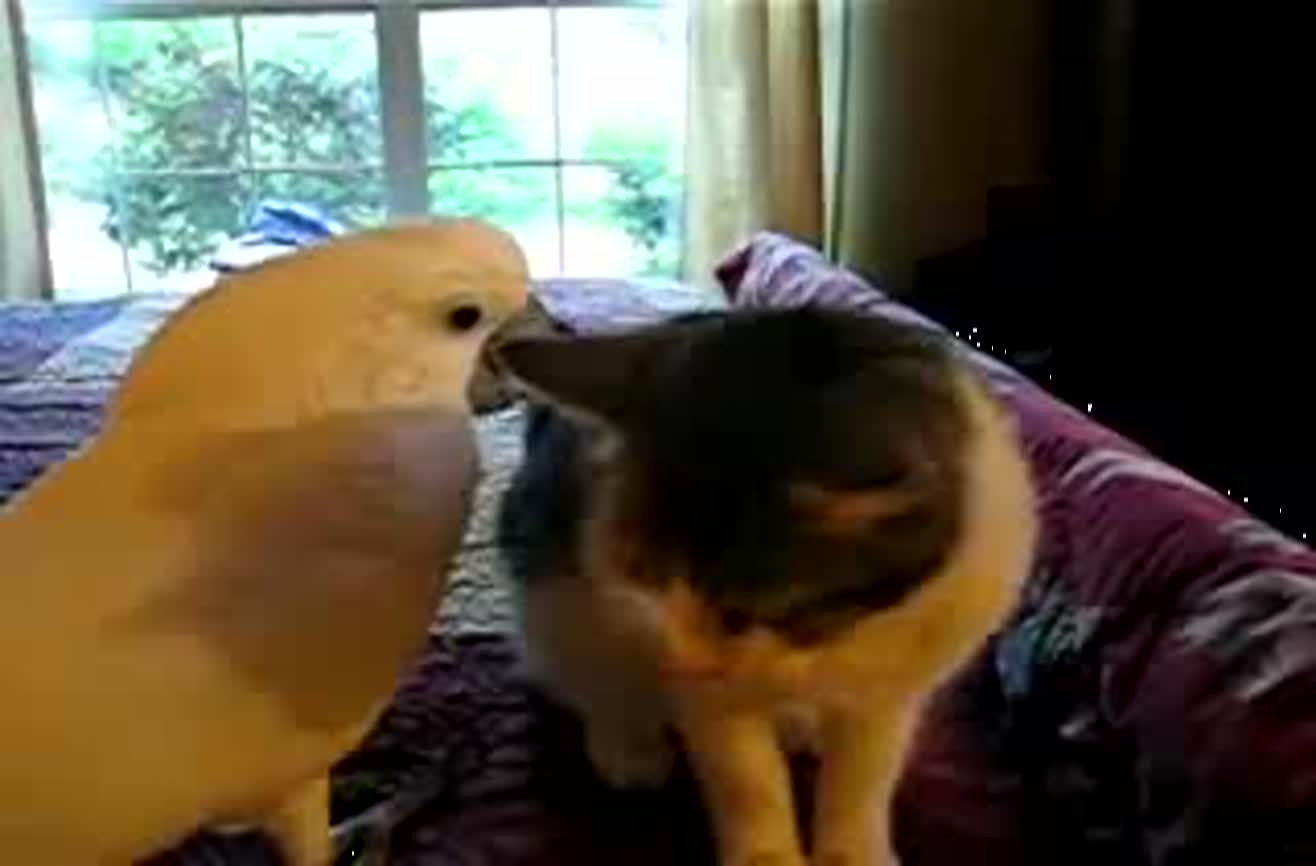 Parrot pets a kitty.