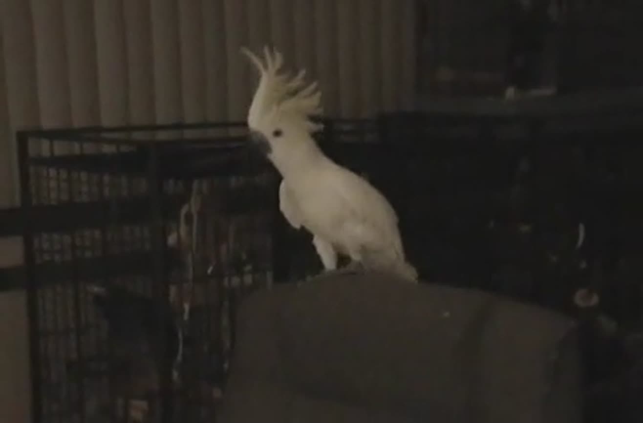 The coolest bird ever.