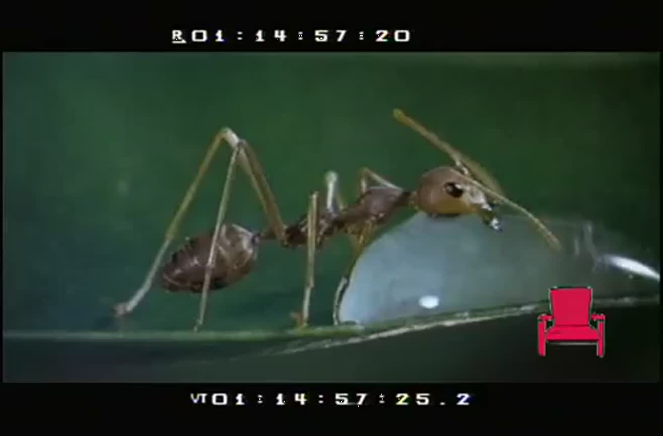 Ant drinking from a raindrop.