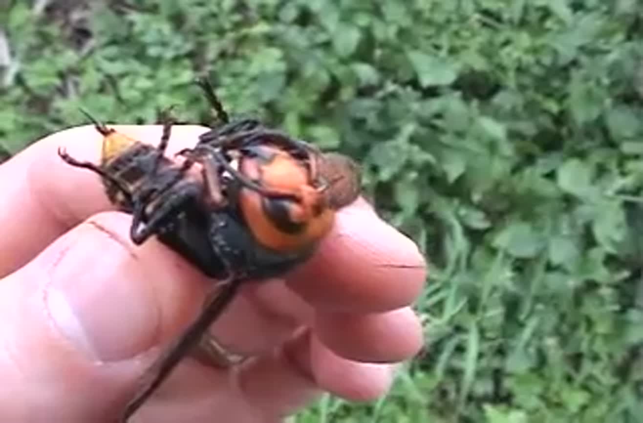 Man finds dead Asian Giant Hornet and gives a basic overview about it. Man finds dead Asian Giant Hornet and gives a basic overview about it.